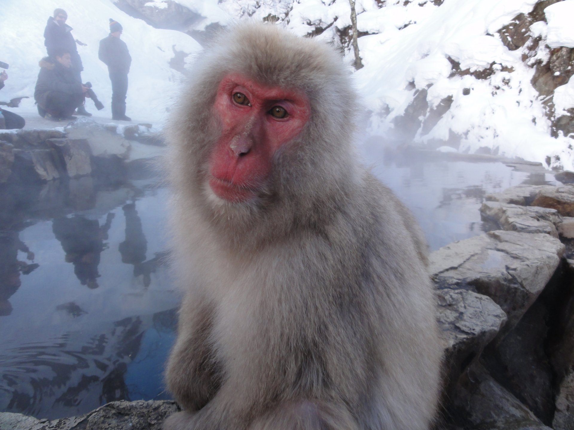 A Free Travel to Nagano in Winter to See Wild Japanese Macaques Loving ...
