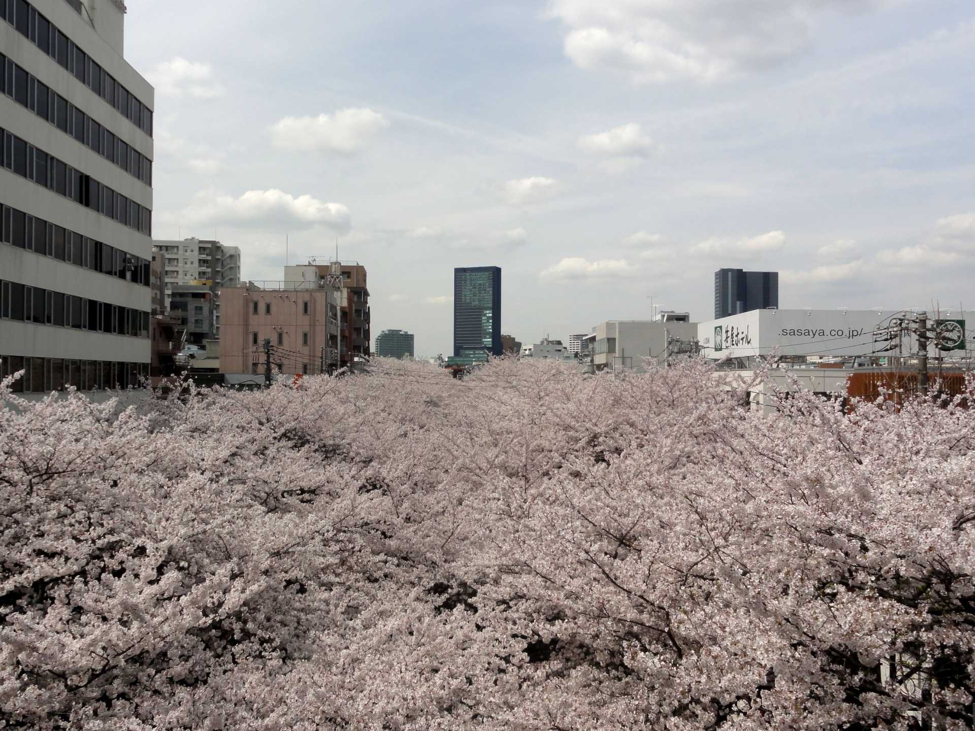 Must-visit Cherry Blossoms viewing spot, Meguro River (Meguro-ku of ...