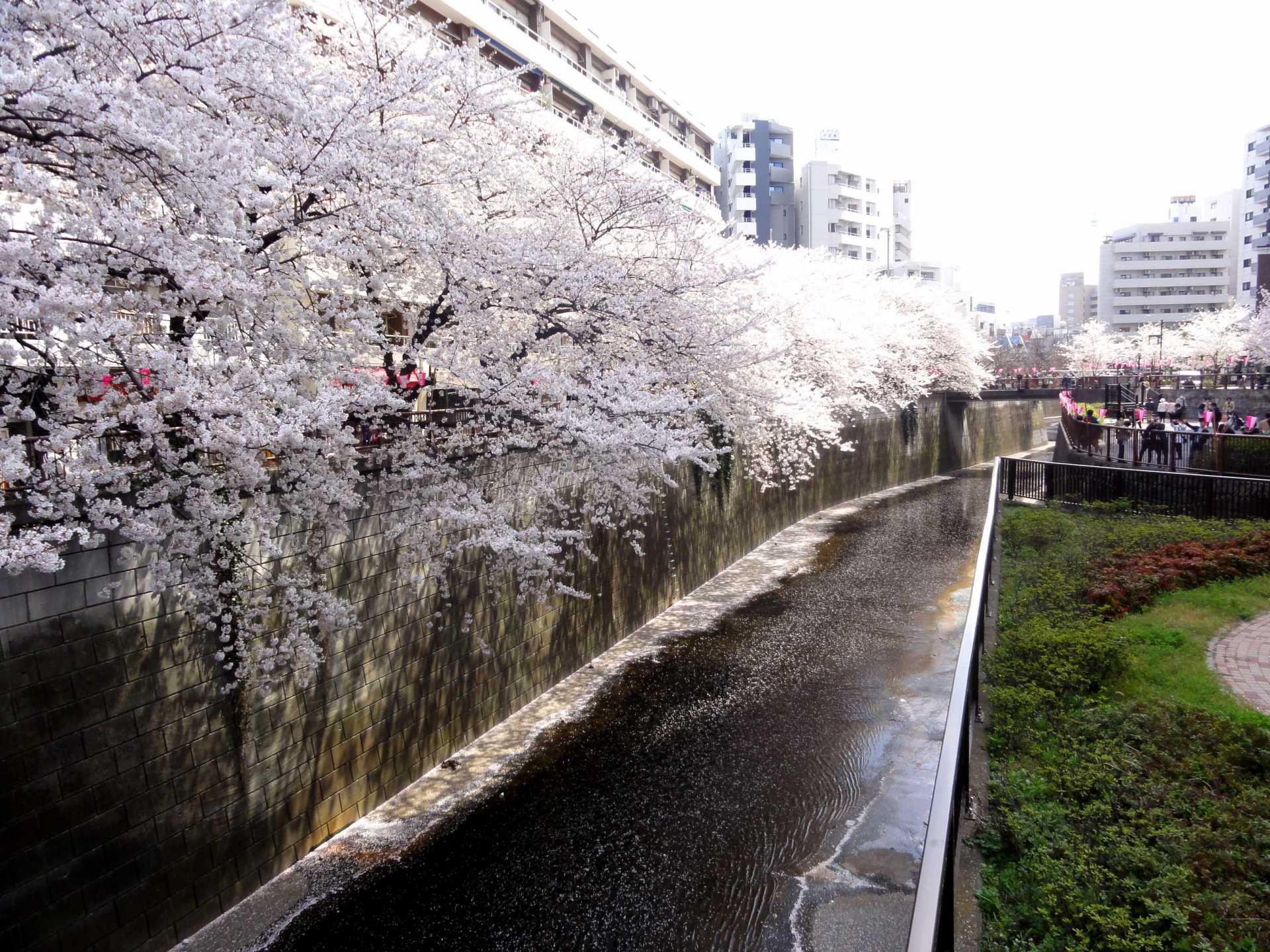 Must-visit Cherry Blossoms viewing spot, Meguro River (Meguro-ku of ...