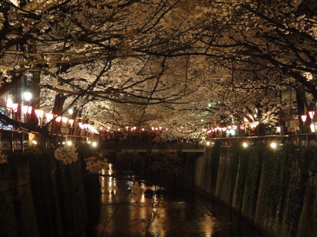 Must-visit Cherry Blossoms viewing spot, Meguro River (Meguro-ku of ...