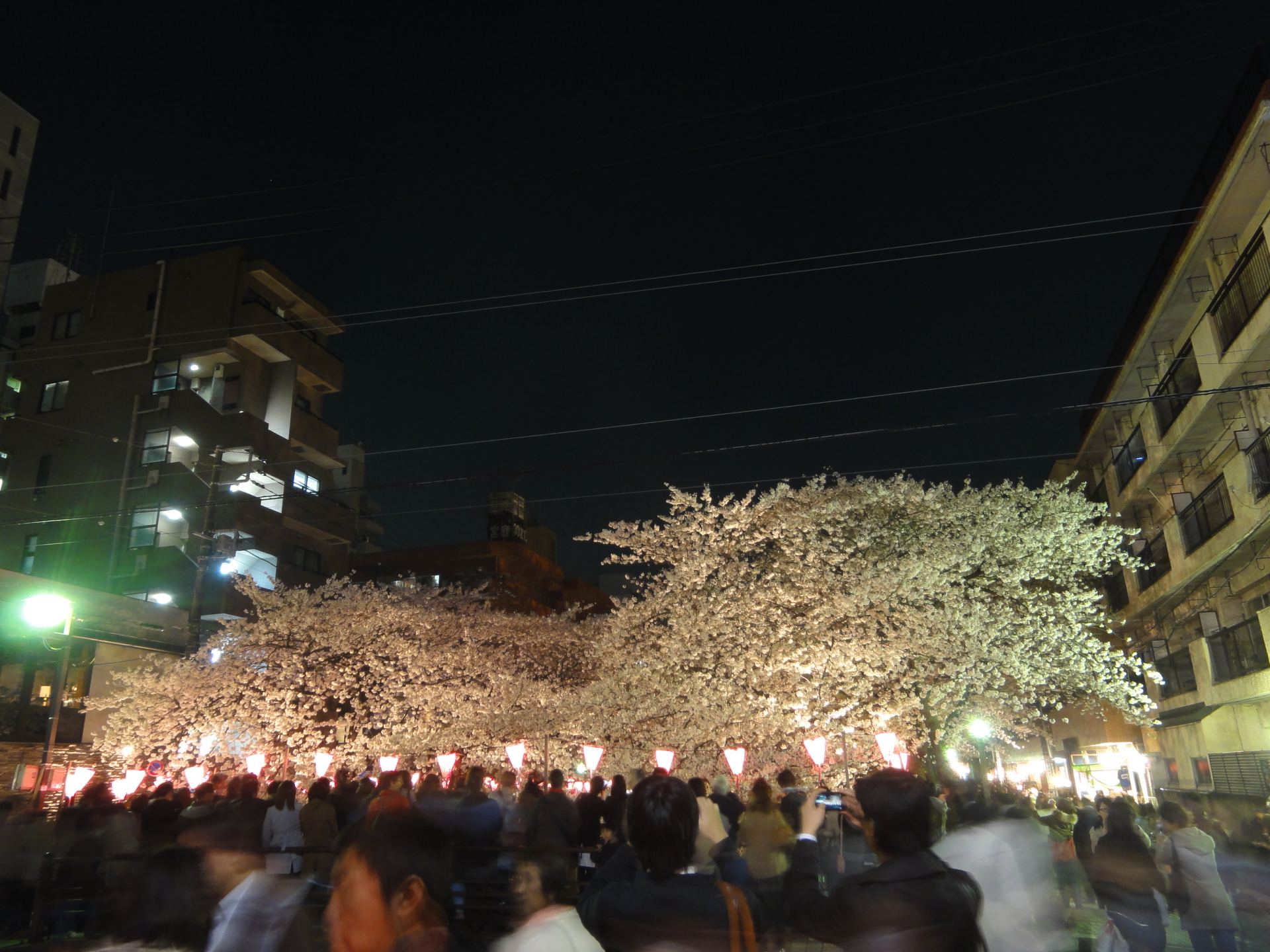 Must-visit Cherry Blossoms viewing spot, Meguro River (Meguro-ku of ...