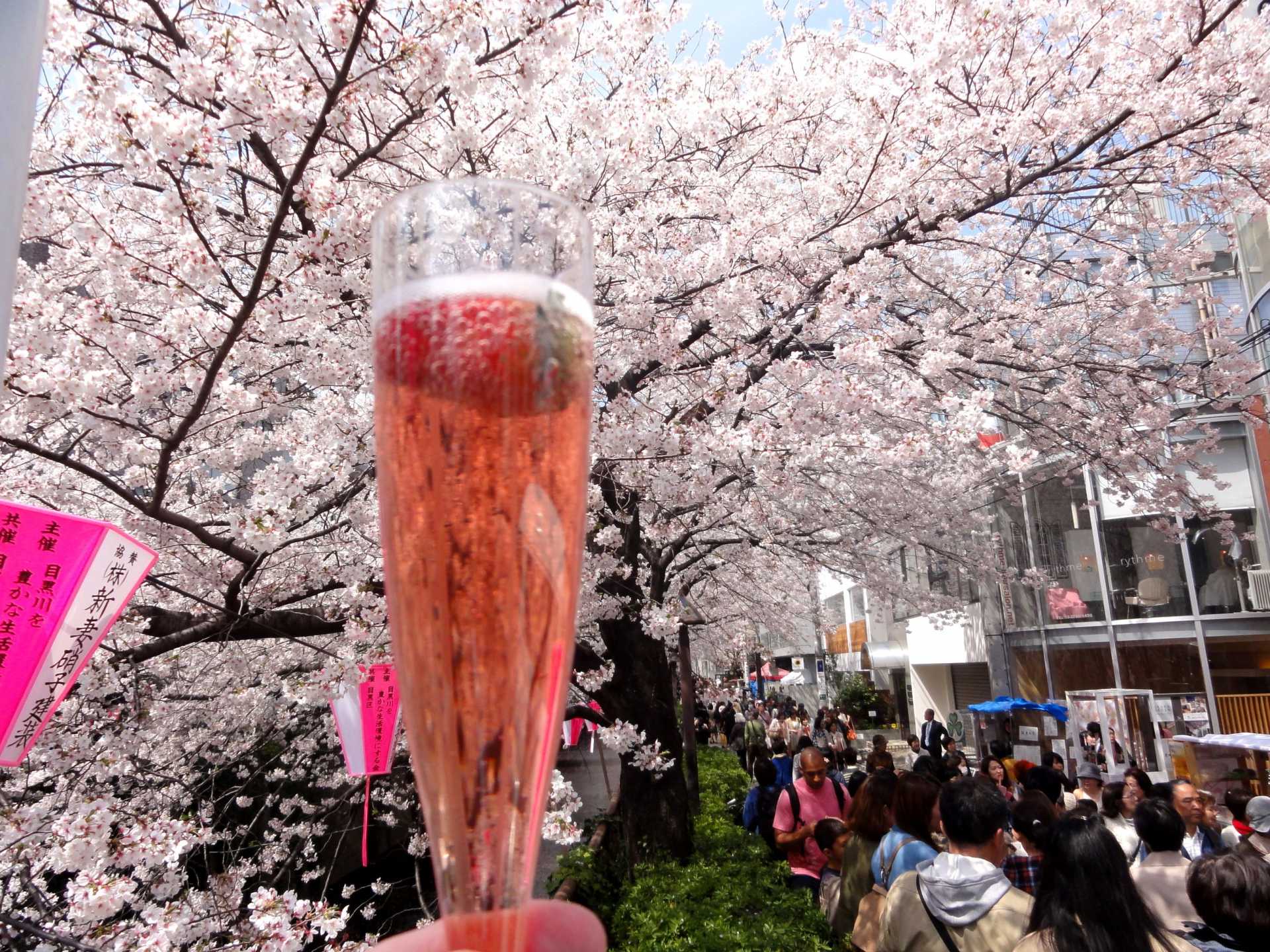 Must-visit Cherry Blossoms viewing spot, Meguro River (Meguro-ku of ...