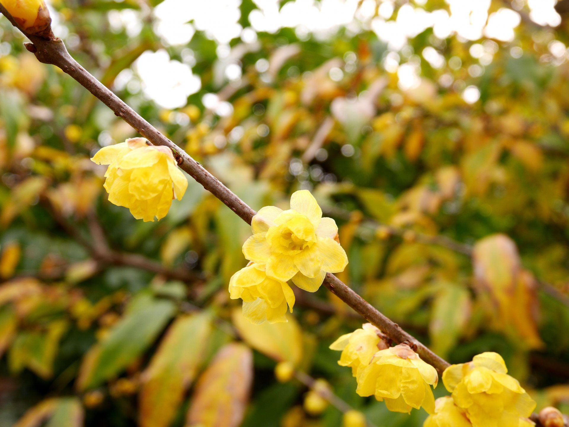 Fall foliage in Angyo (Kawaguchi City, Saitama)! “Kouzenin” and ...