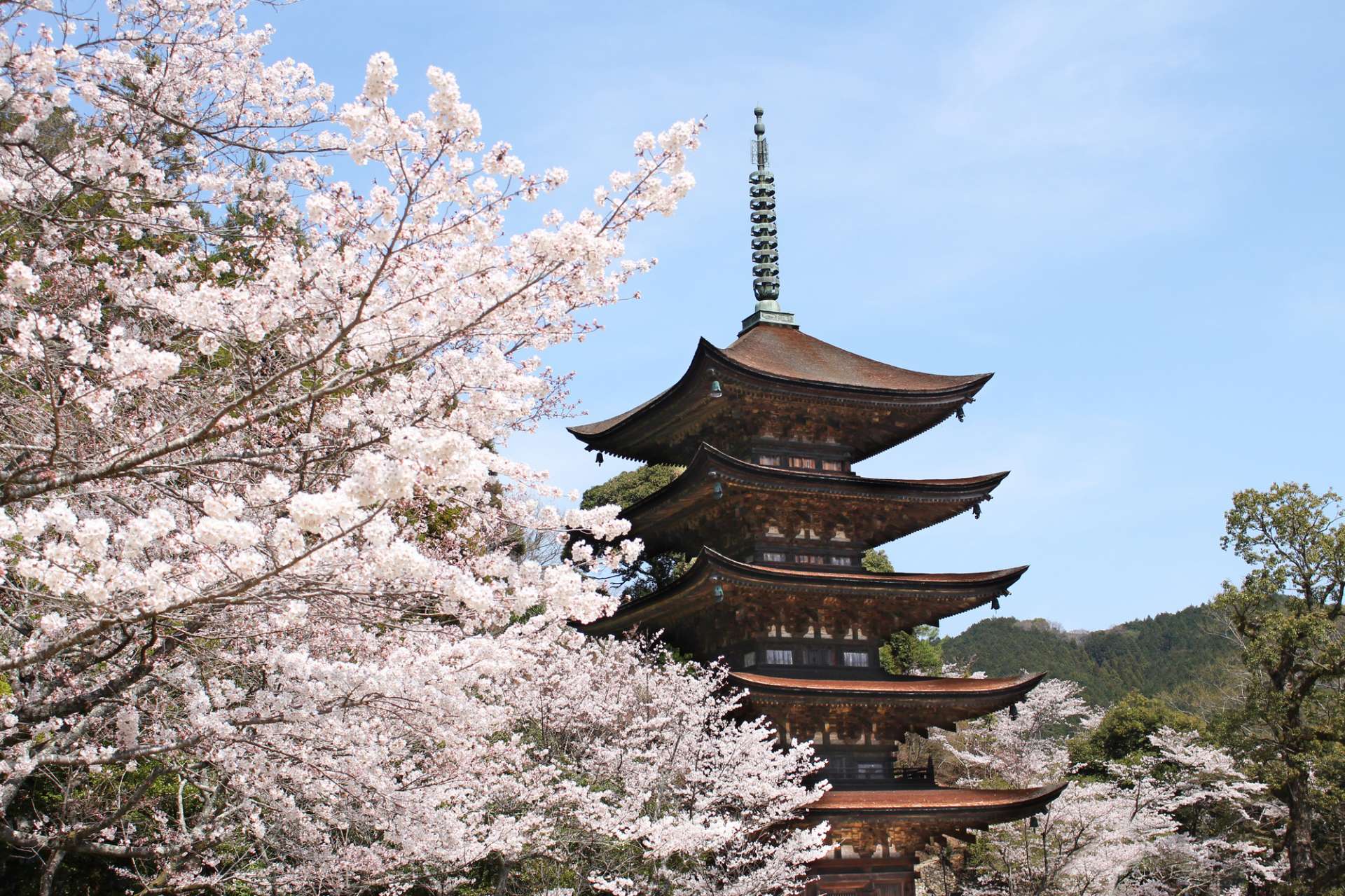 4 Recommended Cherry Blossom Spots in Yamaguchi Prefecture | GOOD LUCK TRIP