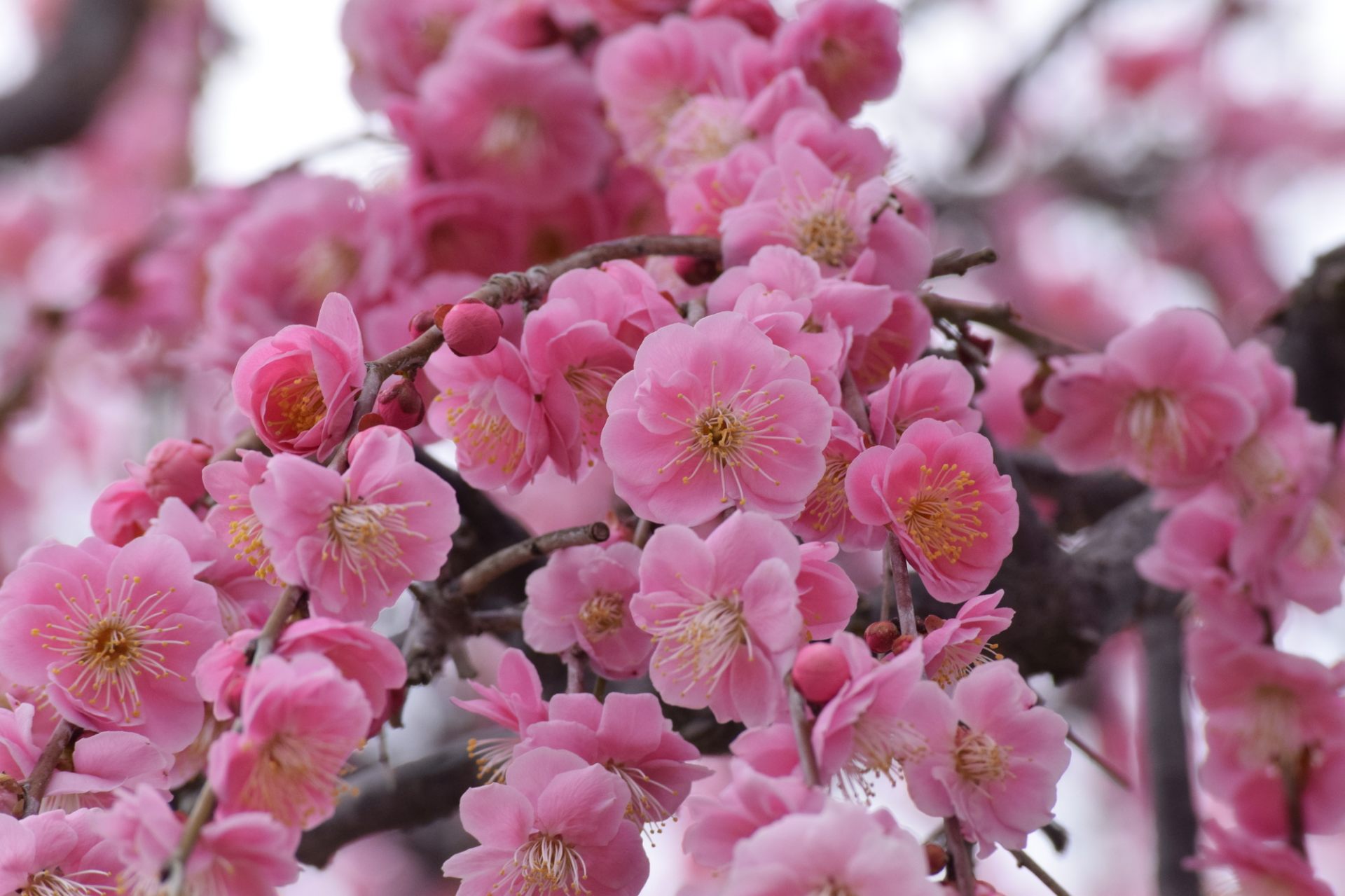 A Famous Plum Blossom Location! Inabe City Agricultural Park’s Plum ...