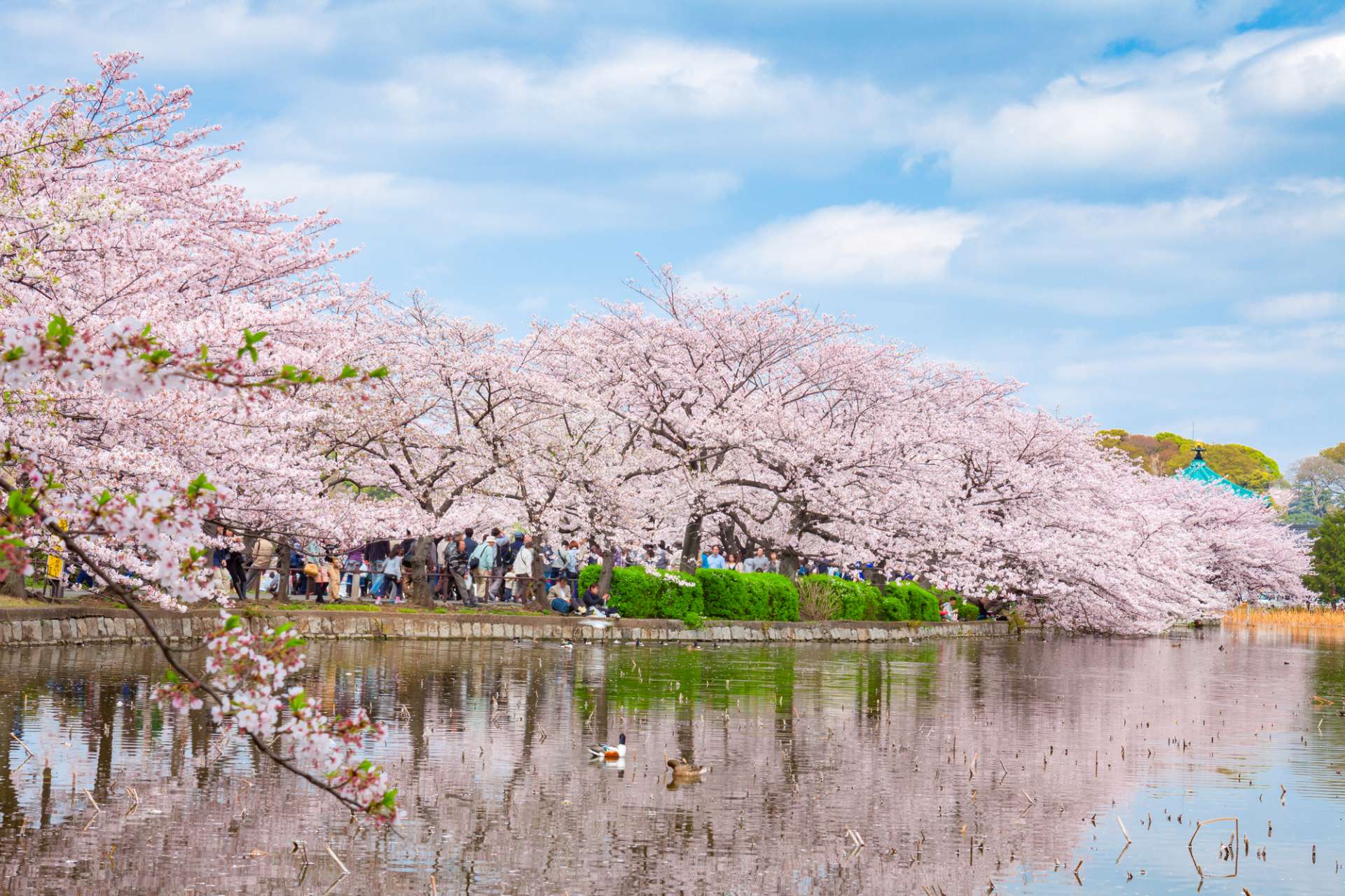 The Full Facets of Spring! 16 Popular Cherry Blossom Viewing Spots in ...
