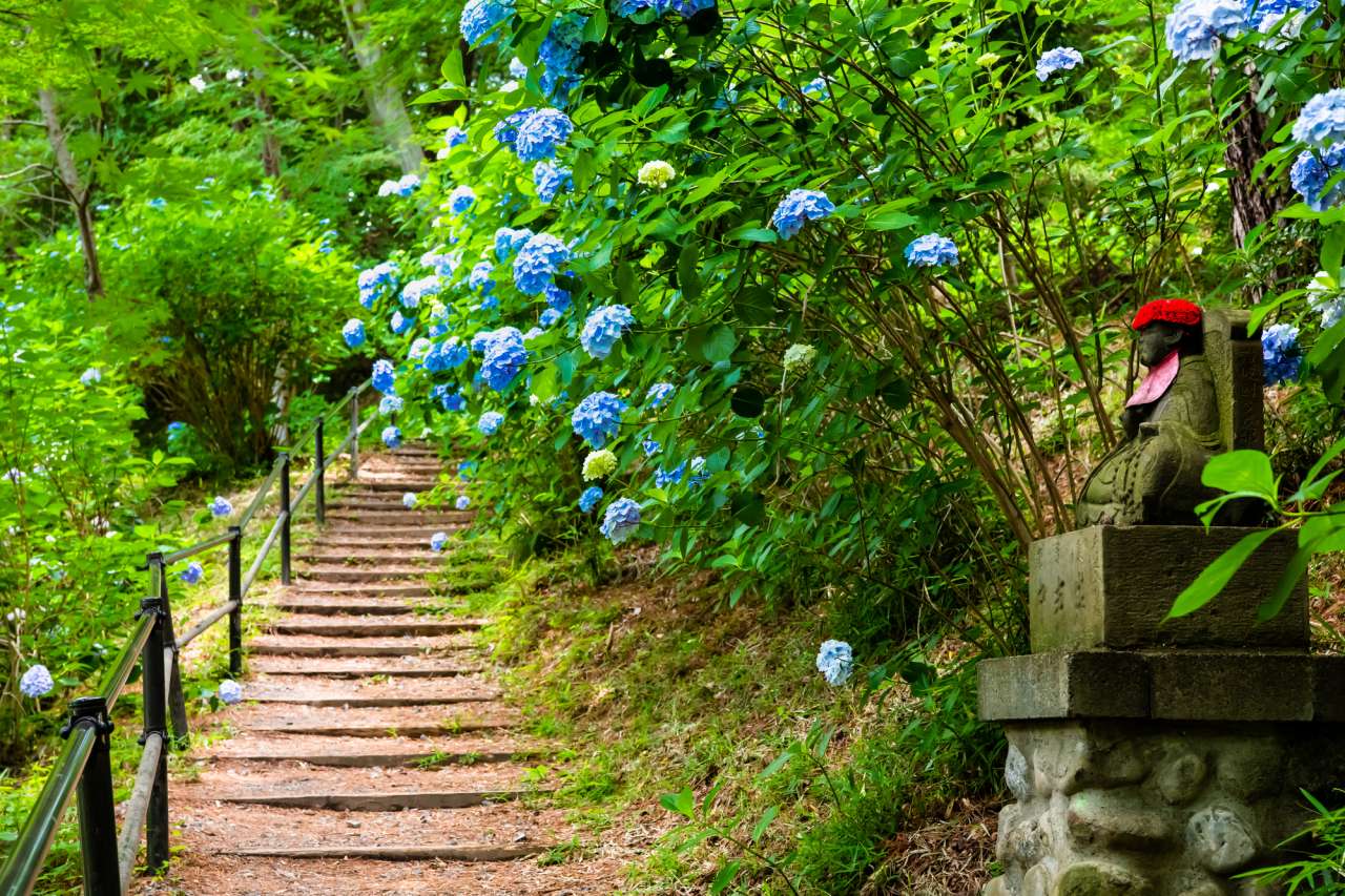 18 Best Hydrangea Spots That Brighten Early Summer in Japan | GOOD LUCK ...
