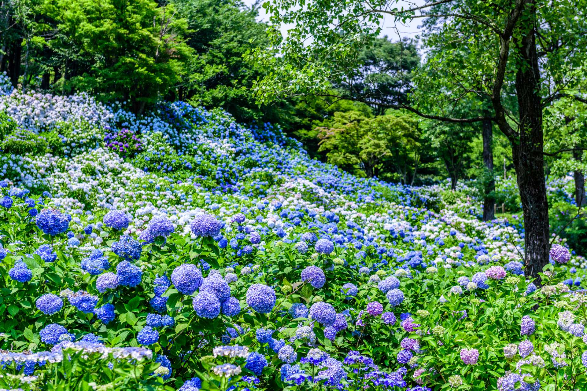 18 Best Hydrangea Spots That Brighten Early Summer in Japan | GOOD LUCK ...