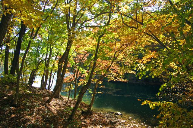 A Fall Foliage Viewing Spot in Miyagi: Fiery Red Maple Leaves Covering ...