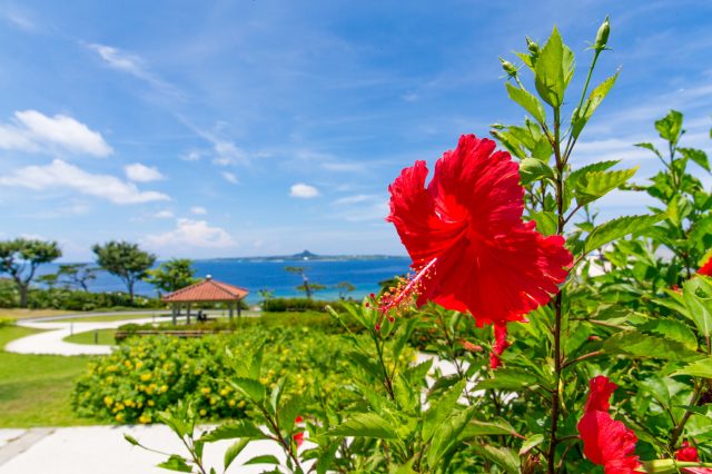 Okinawa’s Climate [Sightseeing in Okinawa, from Okinawan Locals] | GOOD ...