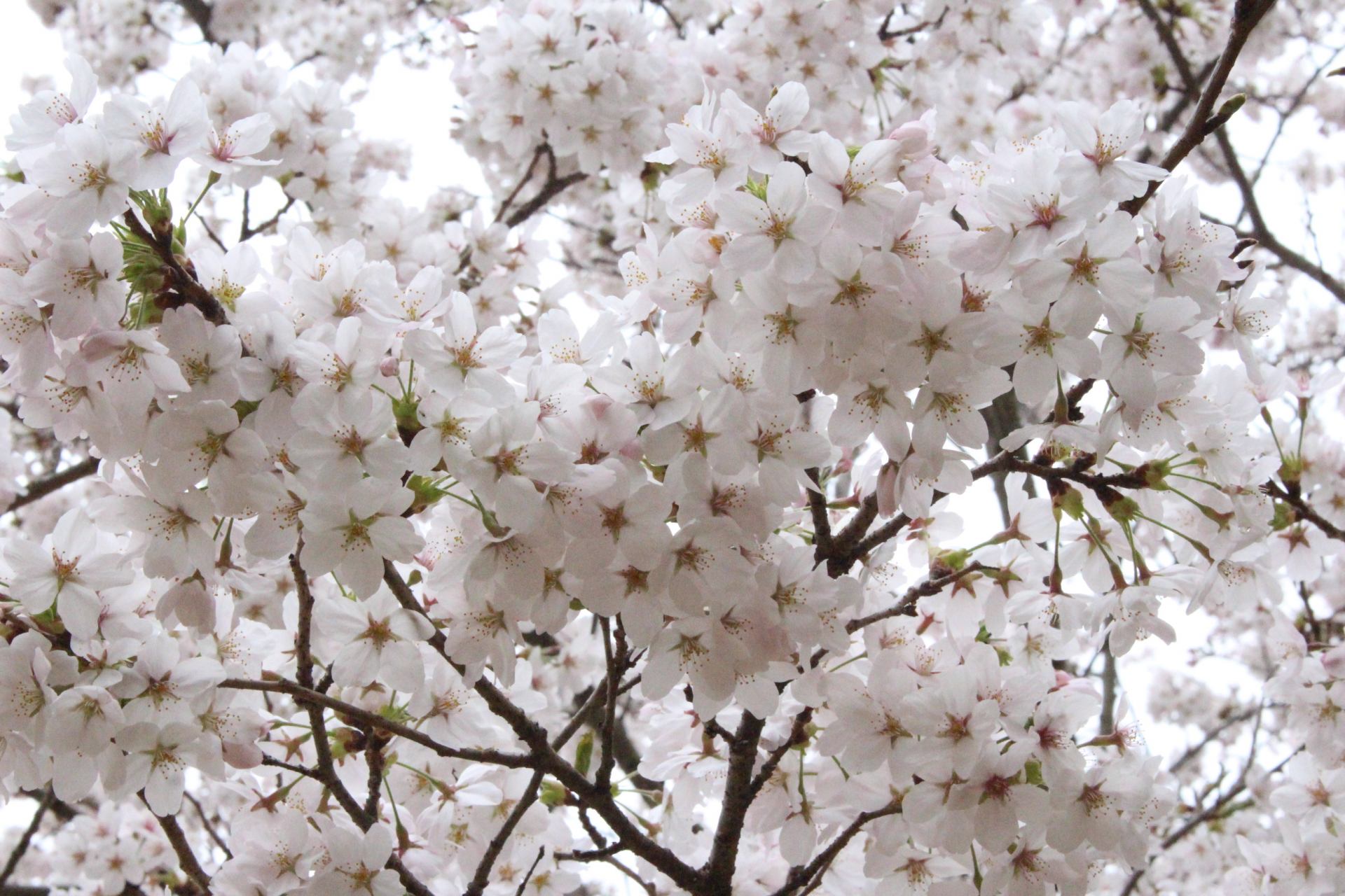 It's Sakura Season at Arakurayama Sengen Park in Fujiyoshida City ...
