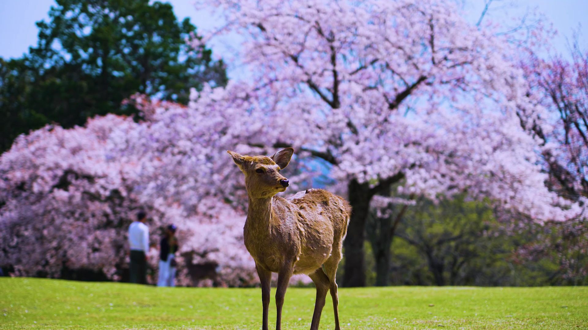 Seven Fabulous Cherry Blossom Spots, Accessible from Osaka by Train ...