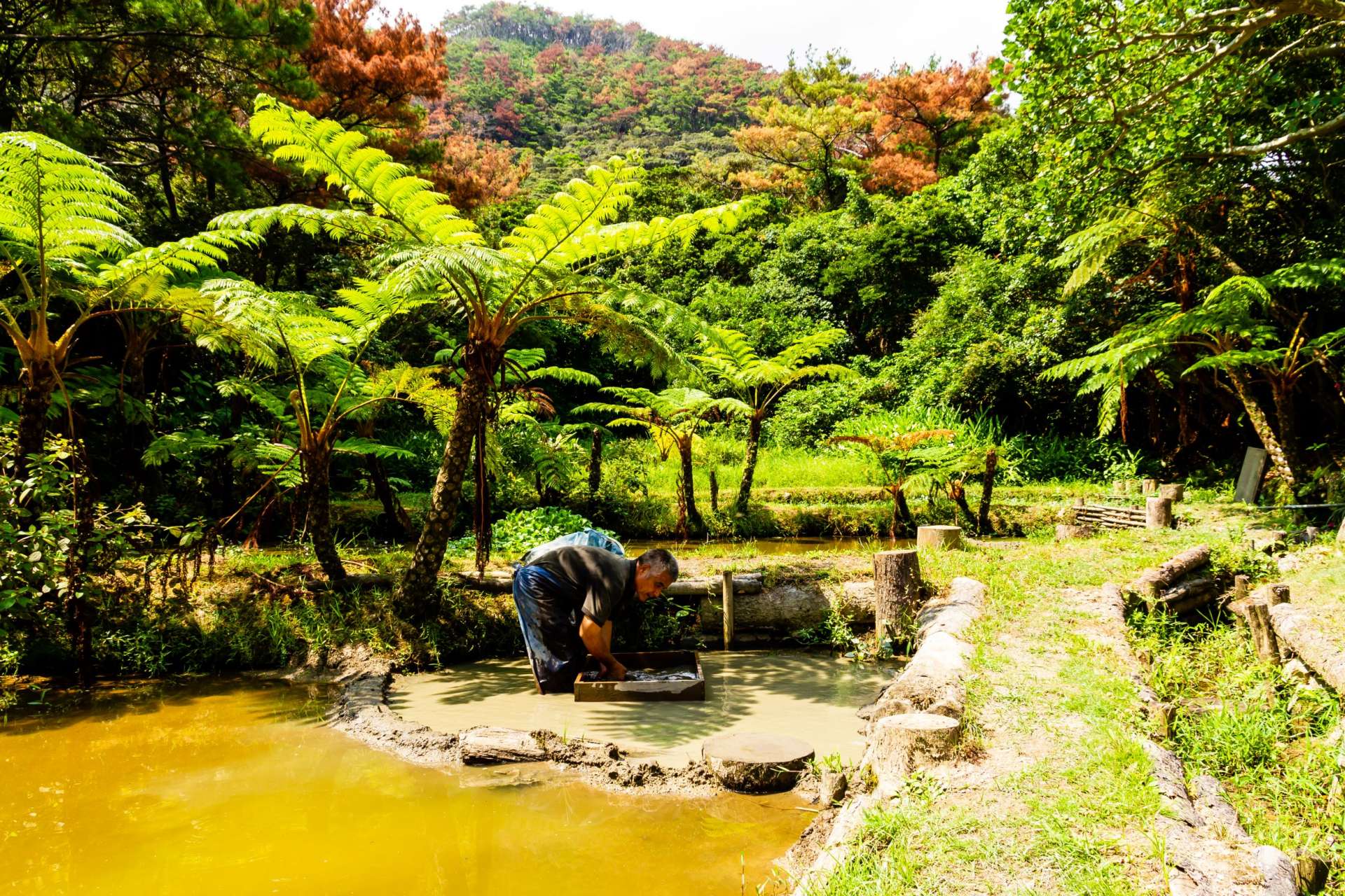 The deep-rooted traditional culture of Amami Oshima | GOOD LUCK TRIP