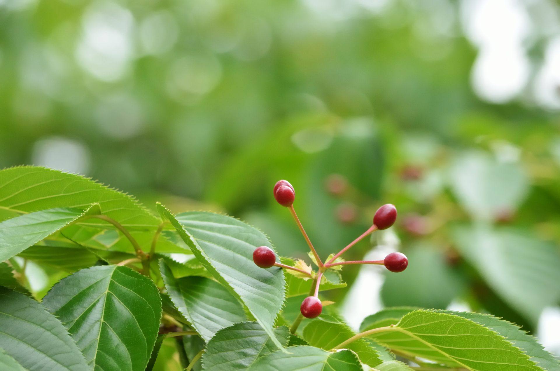 What does "Sakura" mean to the Japanese? A deep look at the ...