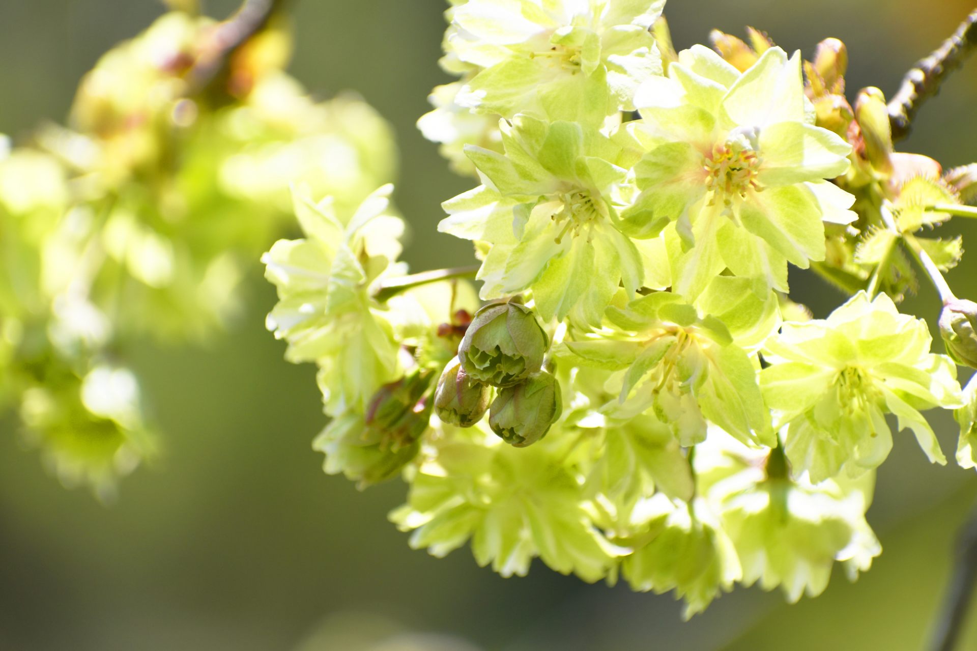 What does "Sakura" mean to the Japanese? A deep look at the ...