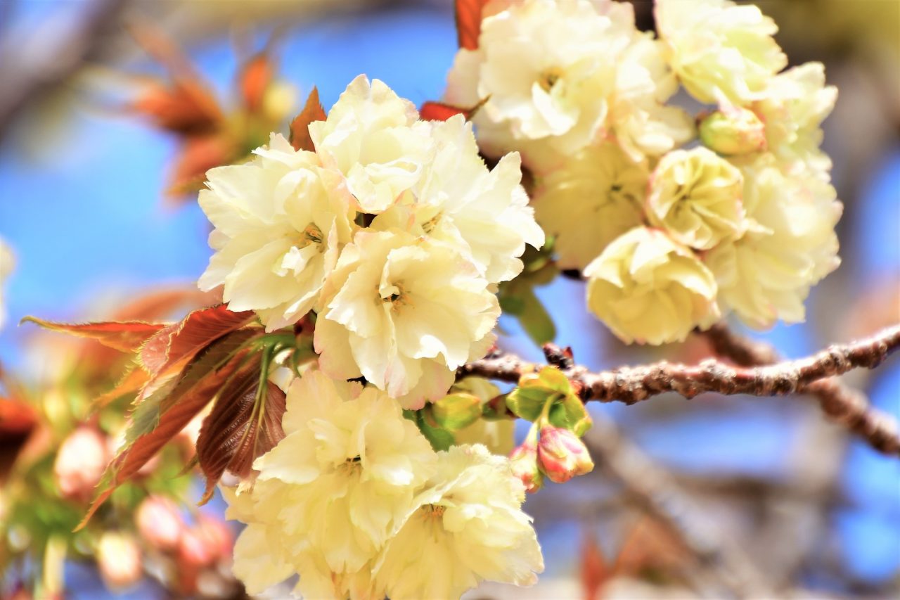 What does "Sakura" mean to the Japanese? A deep look at the ...
