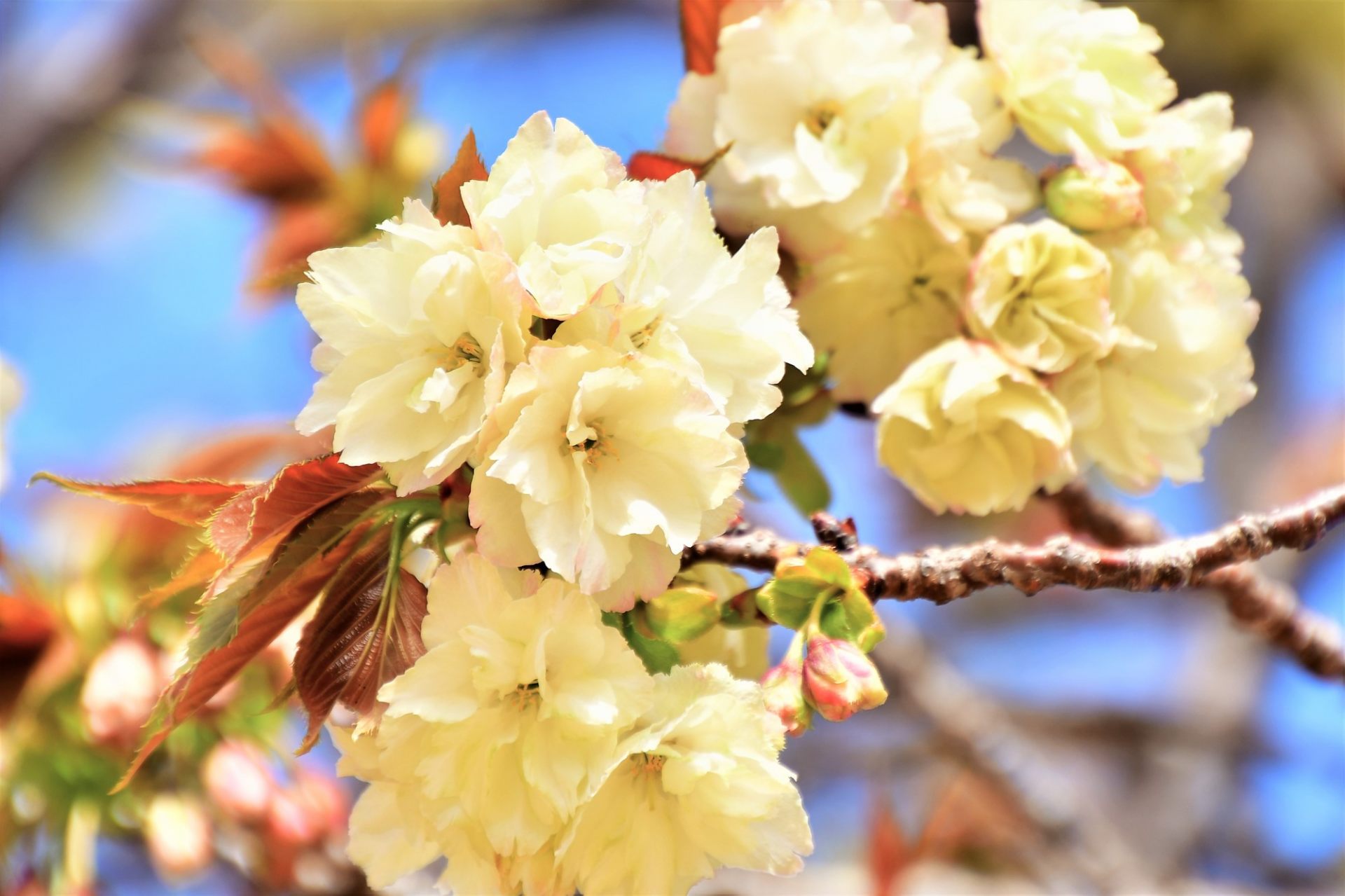 What does "Sakura" mean to the Japanese? A deep look at the ...