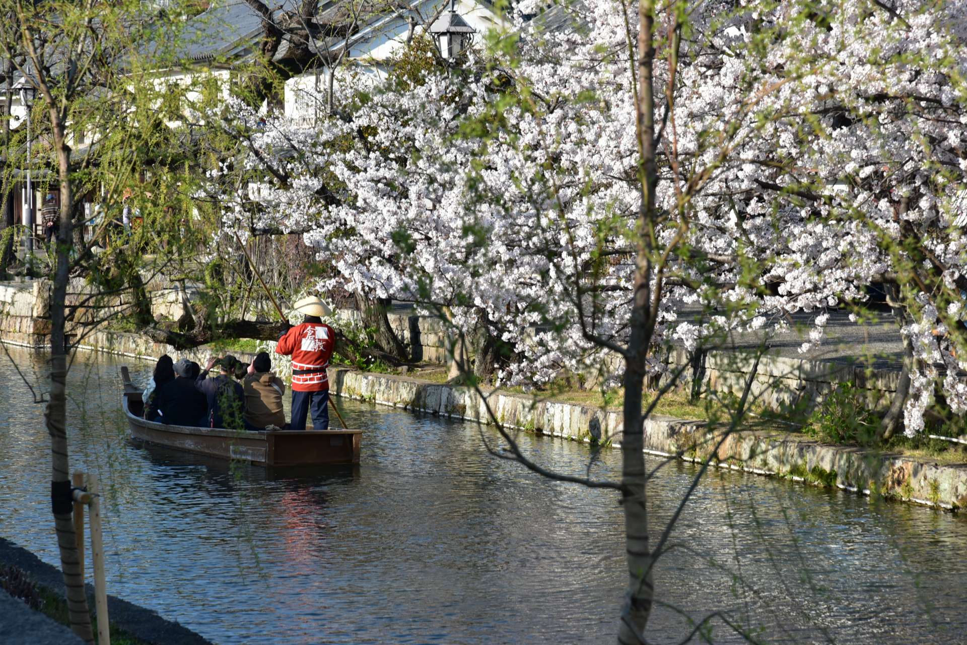 Cherry blossom viewing stroll in the Kurashiki Bikan Historical Quarter ...