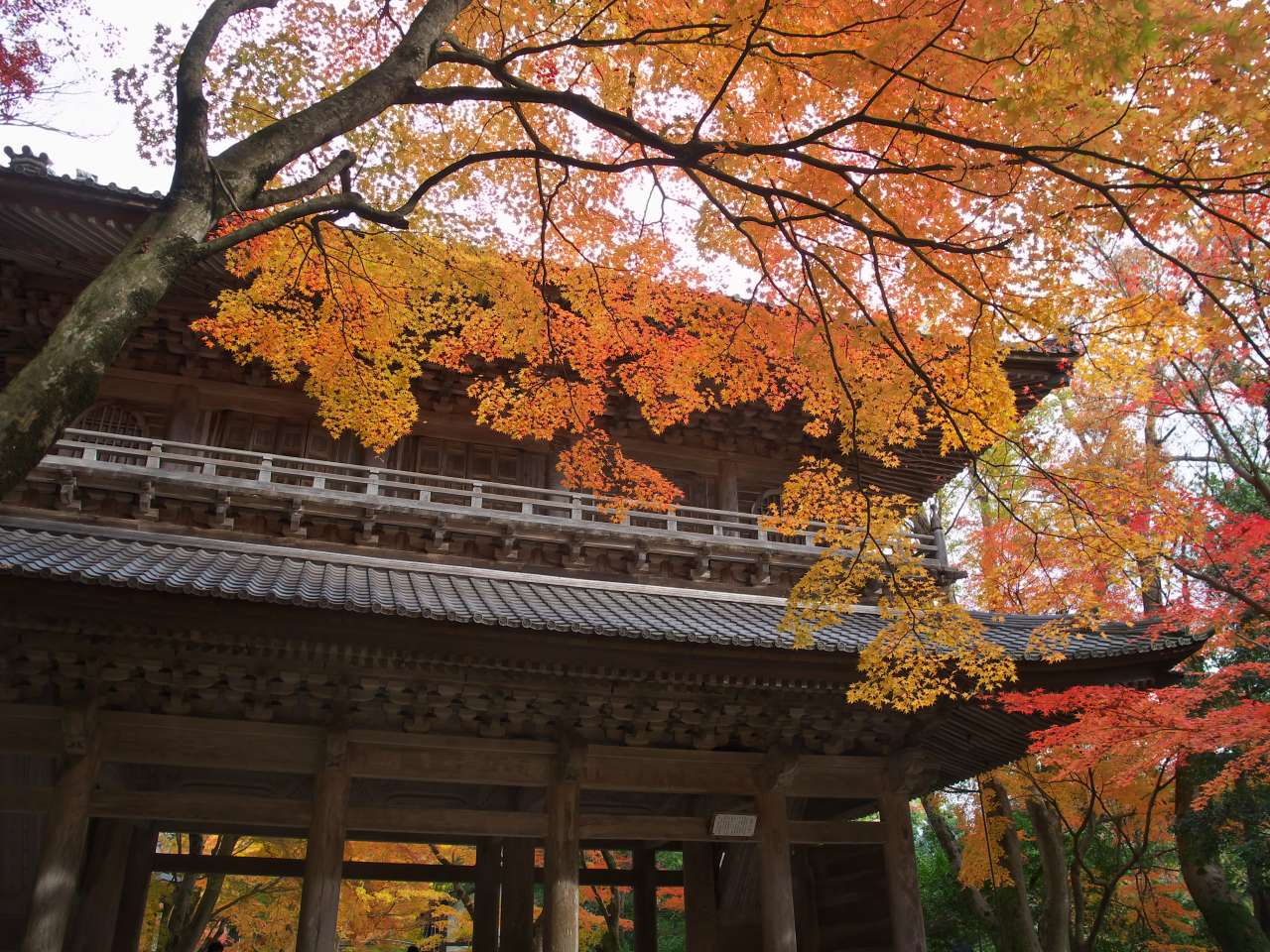 Discovering Japan's Roots: Eigen-ji Temple and Mandokoro Tea Experience ...