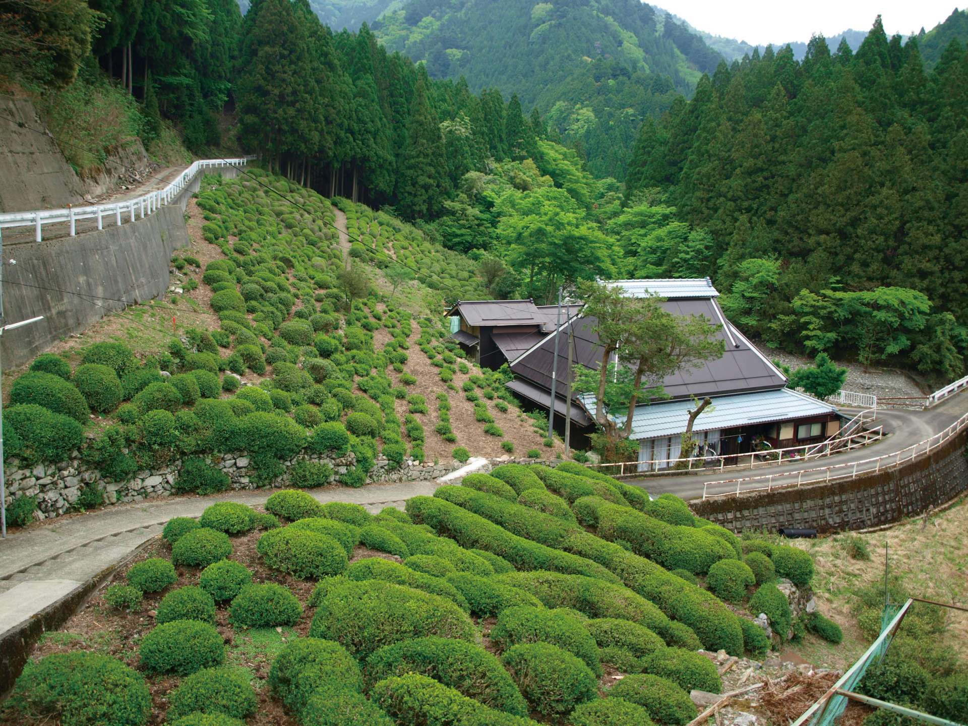 Discovering Japan's Roots: Eigen-ji Temple and Mandokoro Tea Experience ...