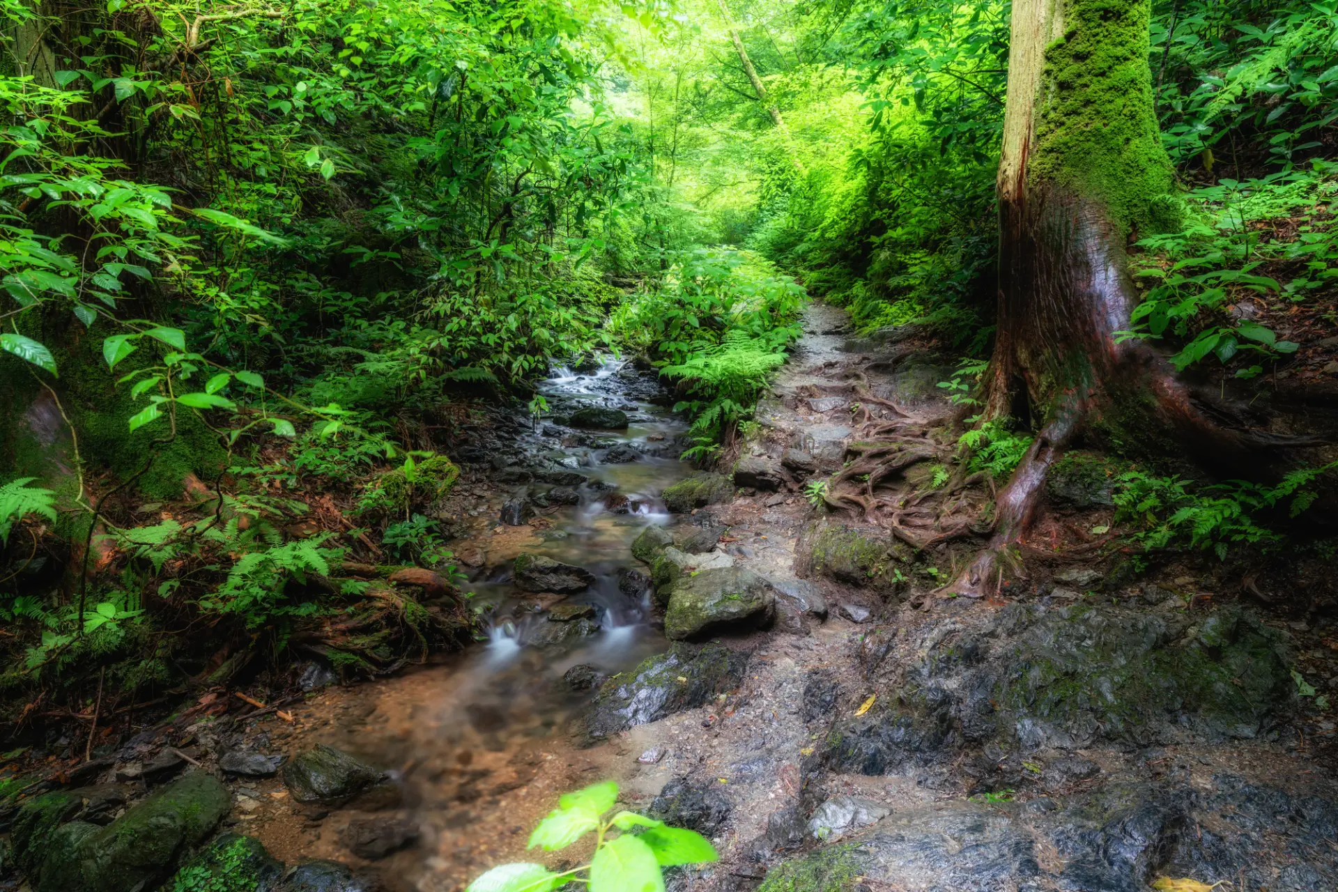 Your Ultimate Guide to Mt. Takao in Summer: Highlights and Key Tips ...
