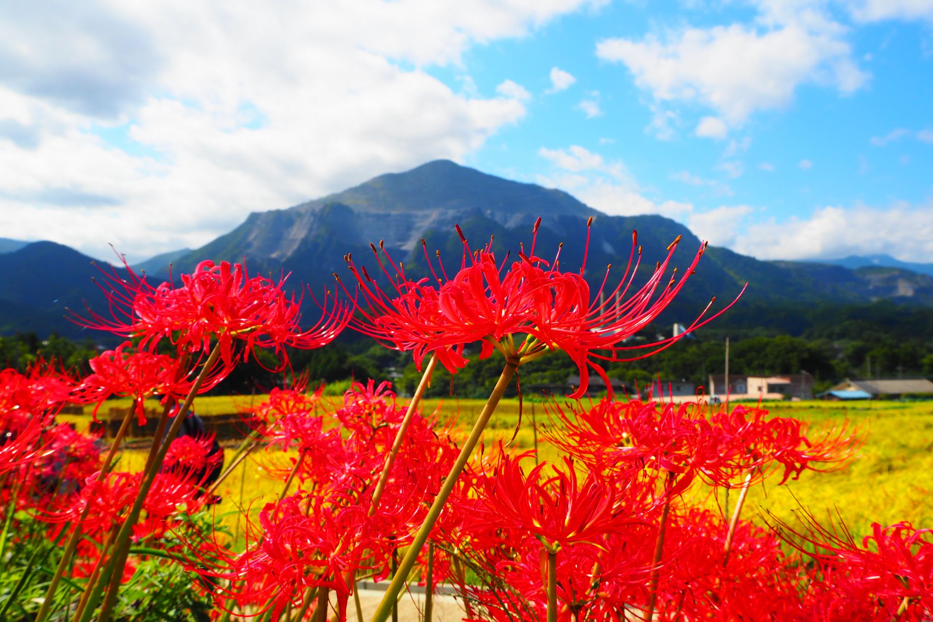 Terasaka Rice Terraces (นาข้าวขั้นบันได Terasaka) | GOOD LUCK TRIP