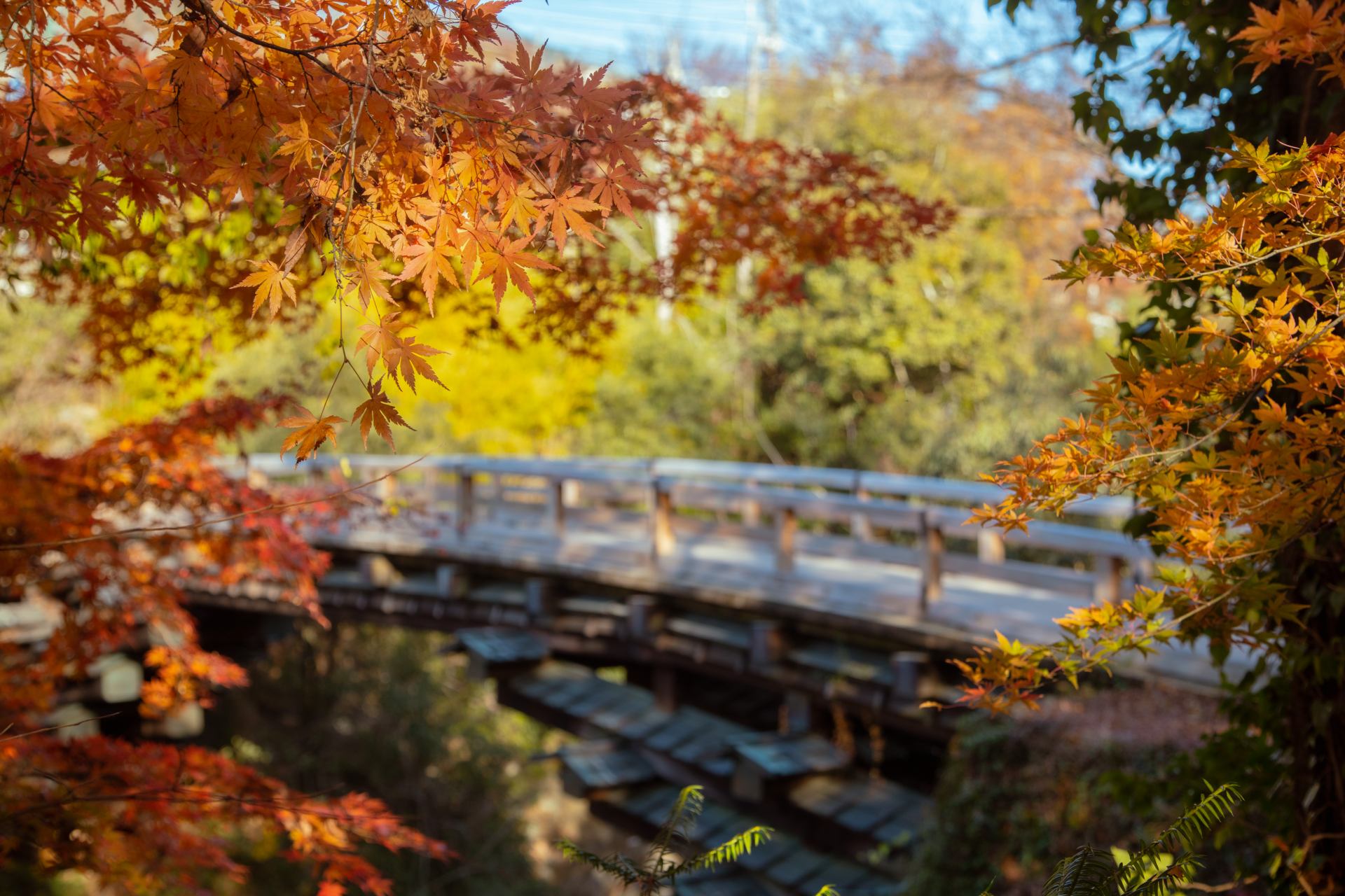 Saruhashi Bridge - Must-See, Access, Hours & Price | GOOD LUCK TRIP