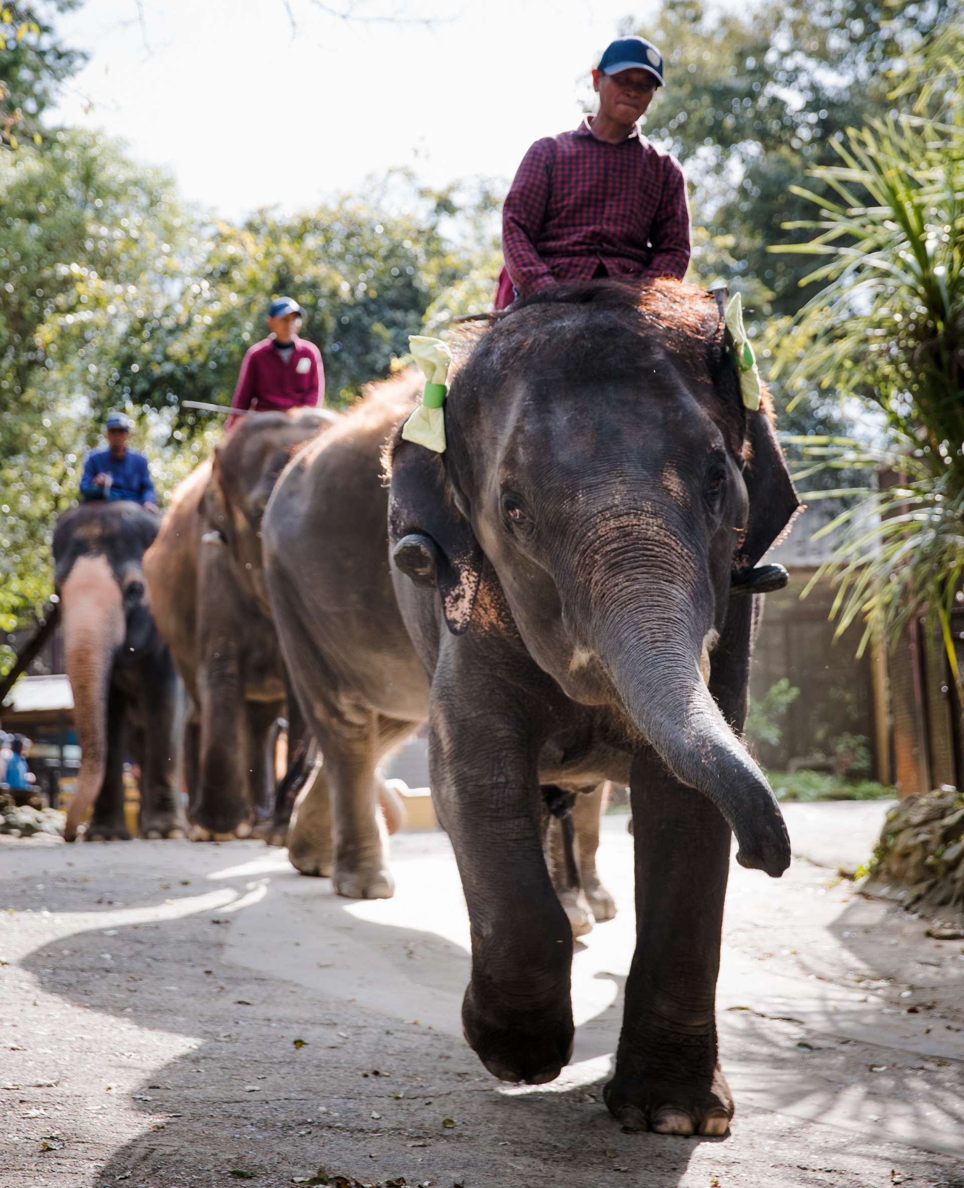 ICHIHARA Elephant Kingdom - Must-See, Access, Hours & Price | GOOD LUCK ...