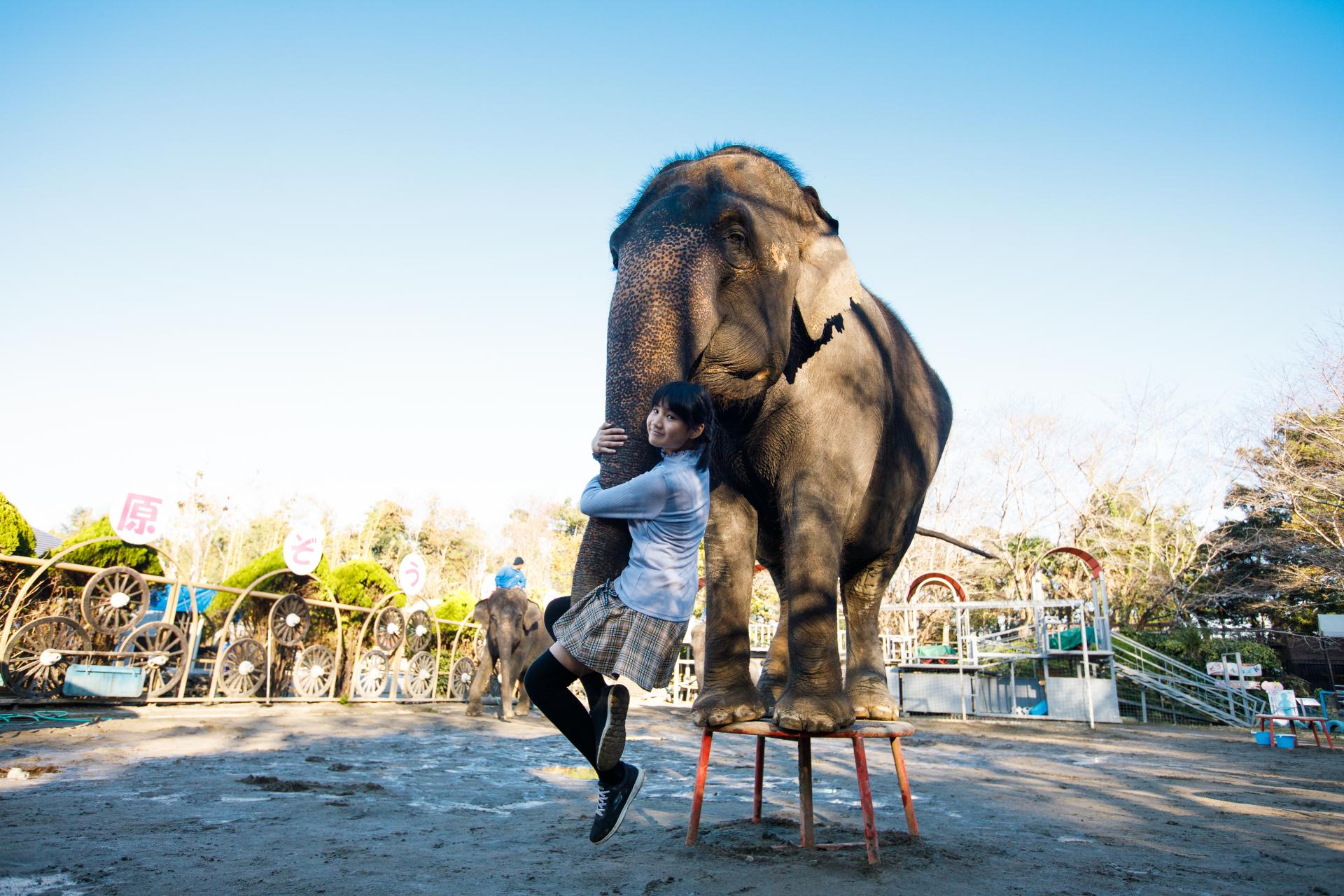 ICHIHARA Elephant Kingdom - Must-See, Access, Hours & Price | GOOD LUCK ...