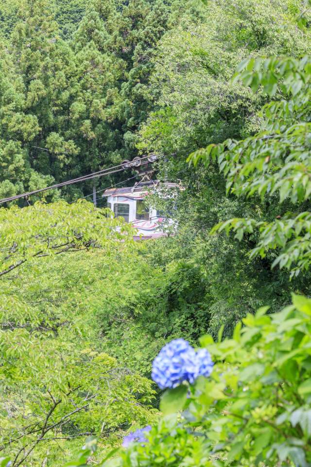 Getting Around - Nara | GOOD LUCK TRIP