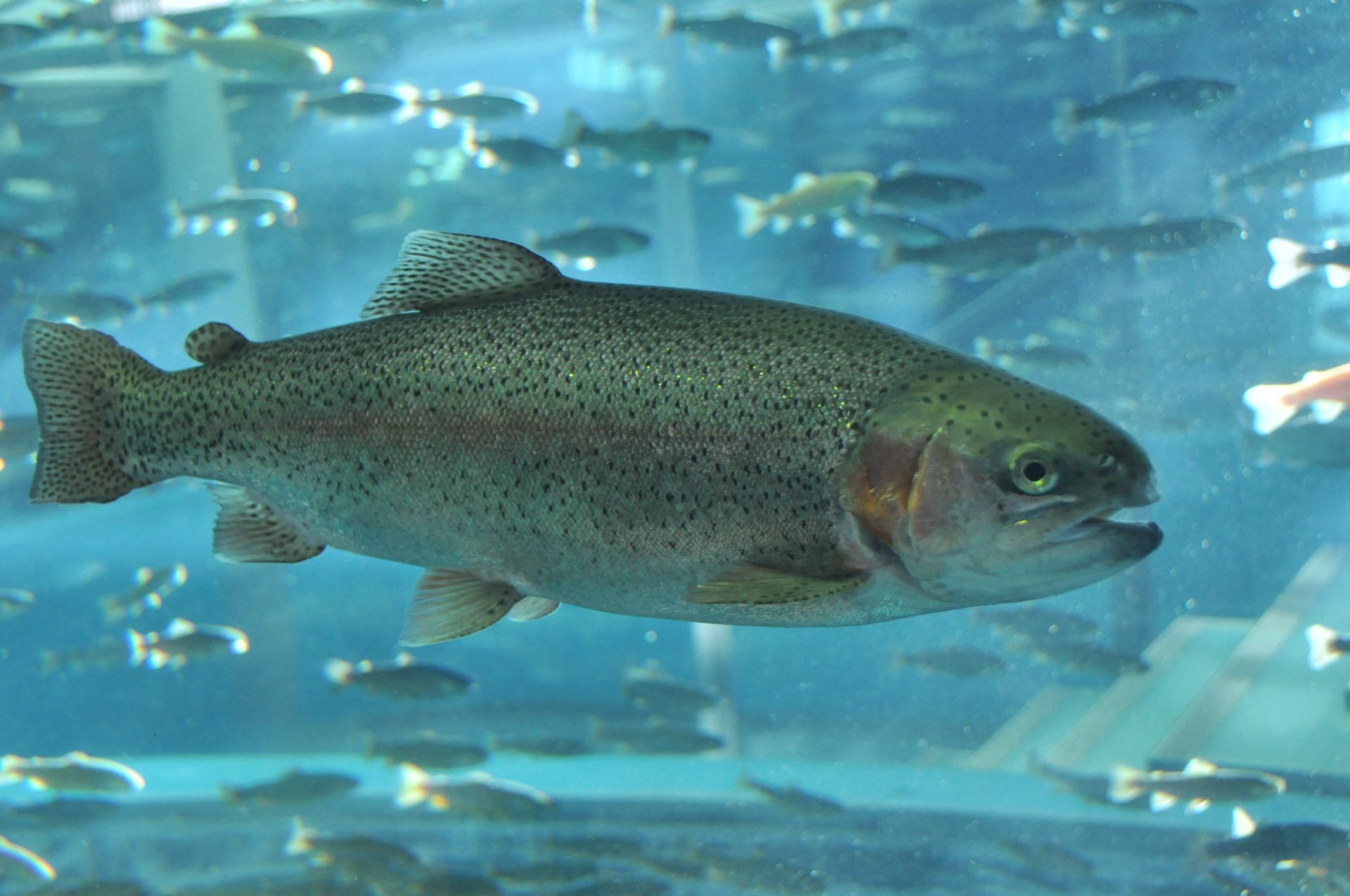 Sakana Park - Must-See, Access, Hours & Price | GOOD LUCK TRIP