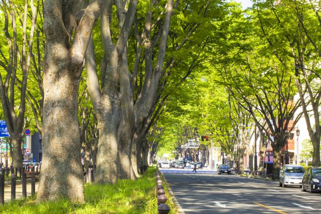 Jozenji-dori Avenue - Must-See, Access, Hours & Price | GOOD LUCK TRIP