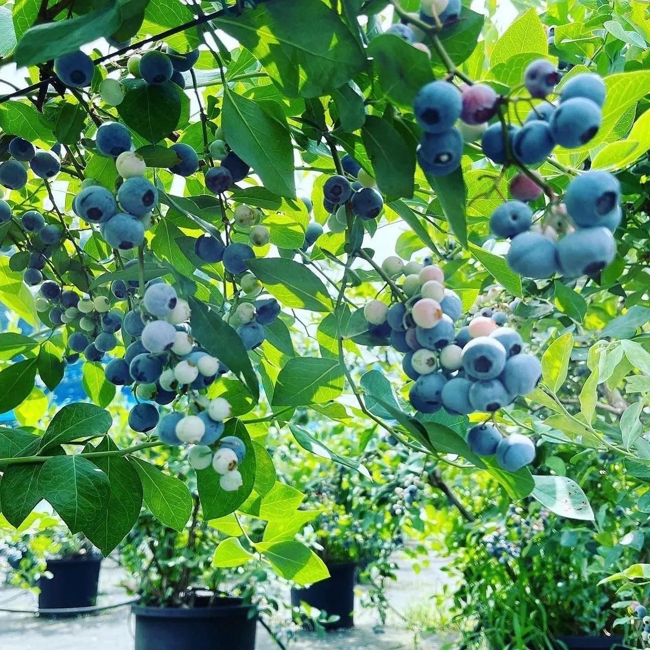 Takashima Blueberry Farm - Must-See, Access, Hours & Price | GOOD LUCK TRIP