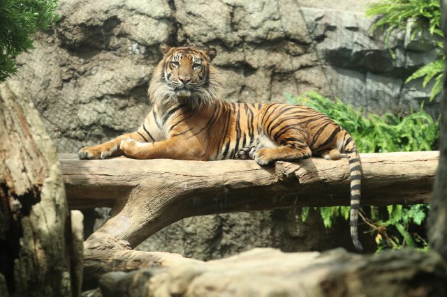Kobe Animal Kingdom - Must-See, Access, Hours & Price | GOOD LUCK TRIP