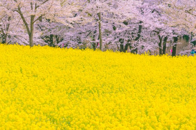 Akagi Nanmen Senbonzakura - Must-See, Access, Hours & Price | GOOD LUCK ...