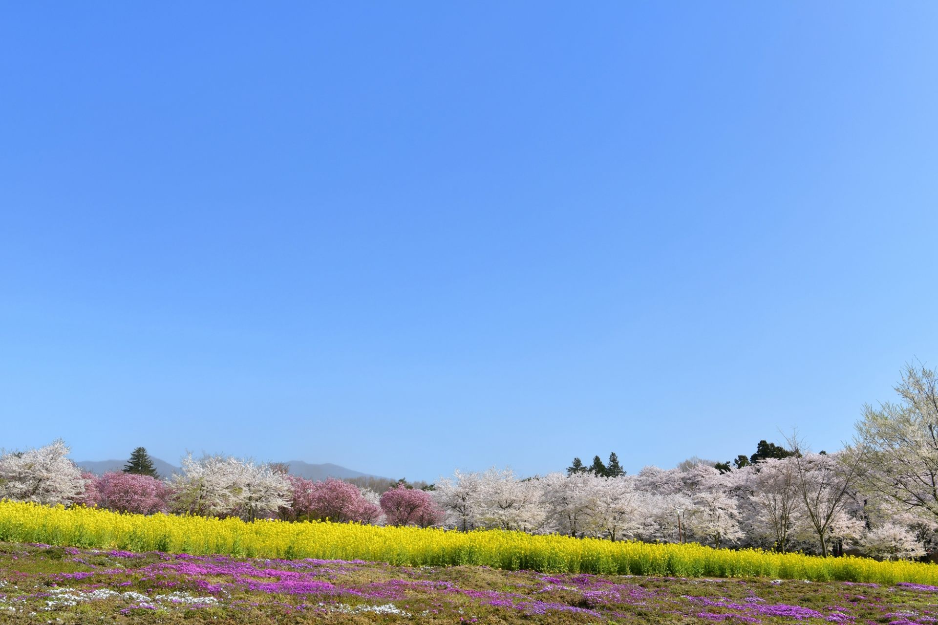 Akagi Nanmen Senbonzakura - Must-See, Access, Hours & Price | GOOD LUCK ...