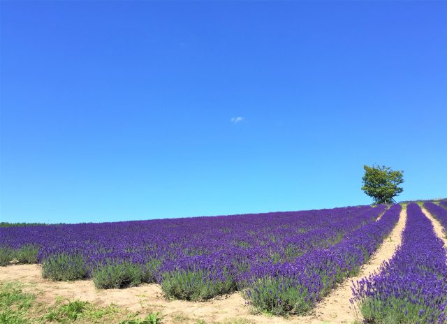 Hinode Park Lavender Garden - Must-See, Access, Hours & Price | GOOD ...