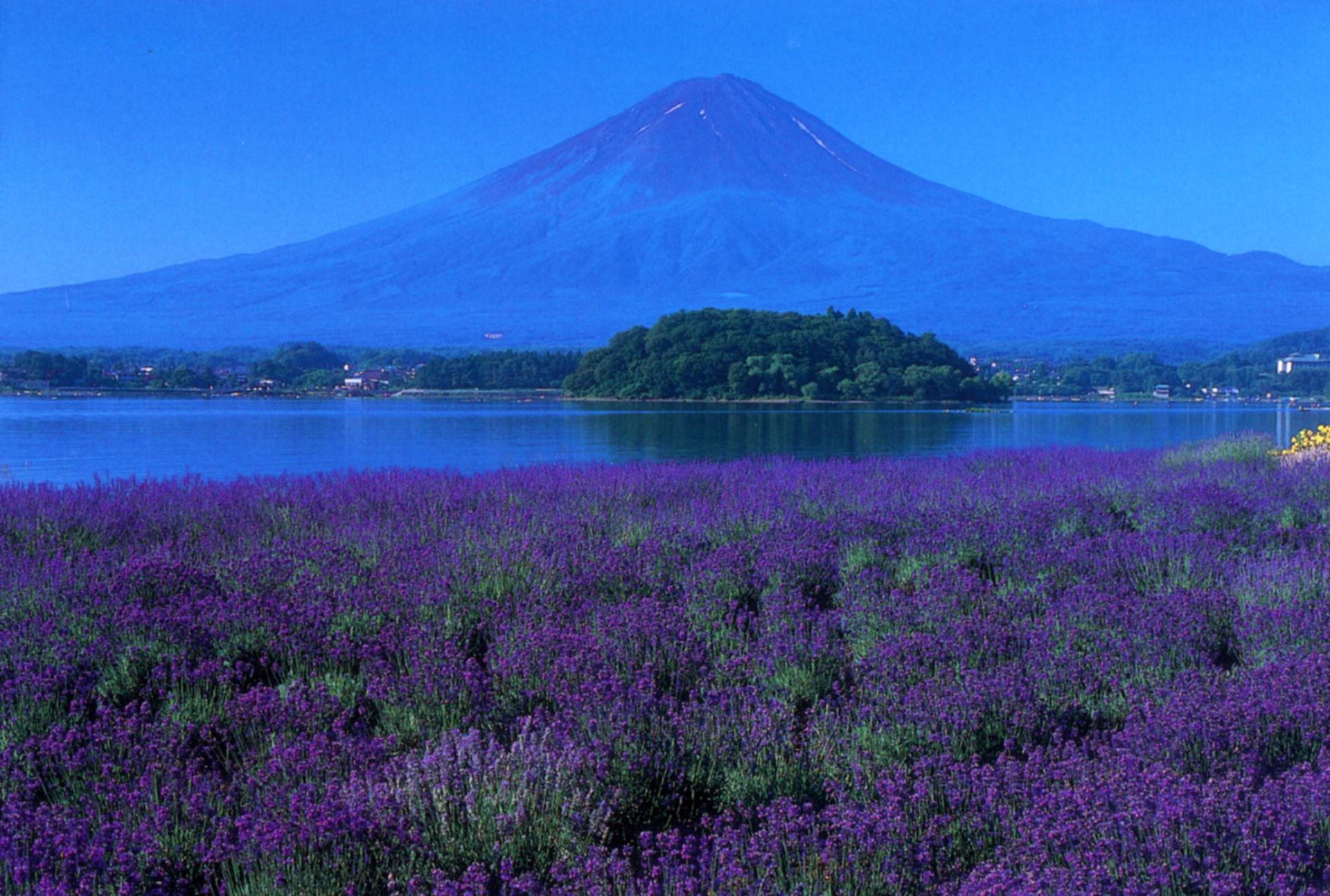 Oishi Park - Must-See, Access, Hours & Price | GOOD LUCK TRIP