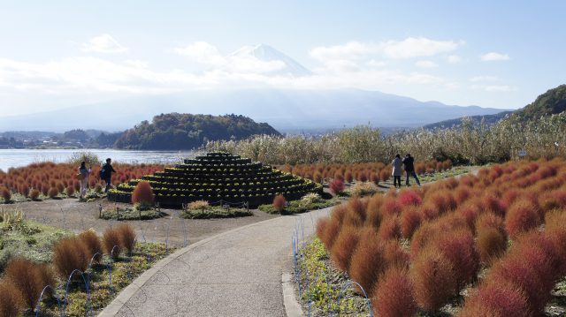 Oishi Park - Must-See, Access, Hours & Price | GOOD LUCK TRIP