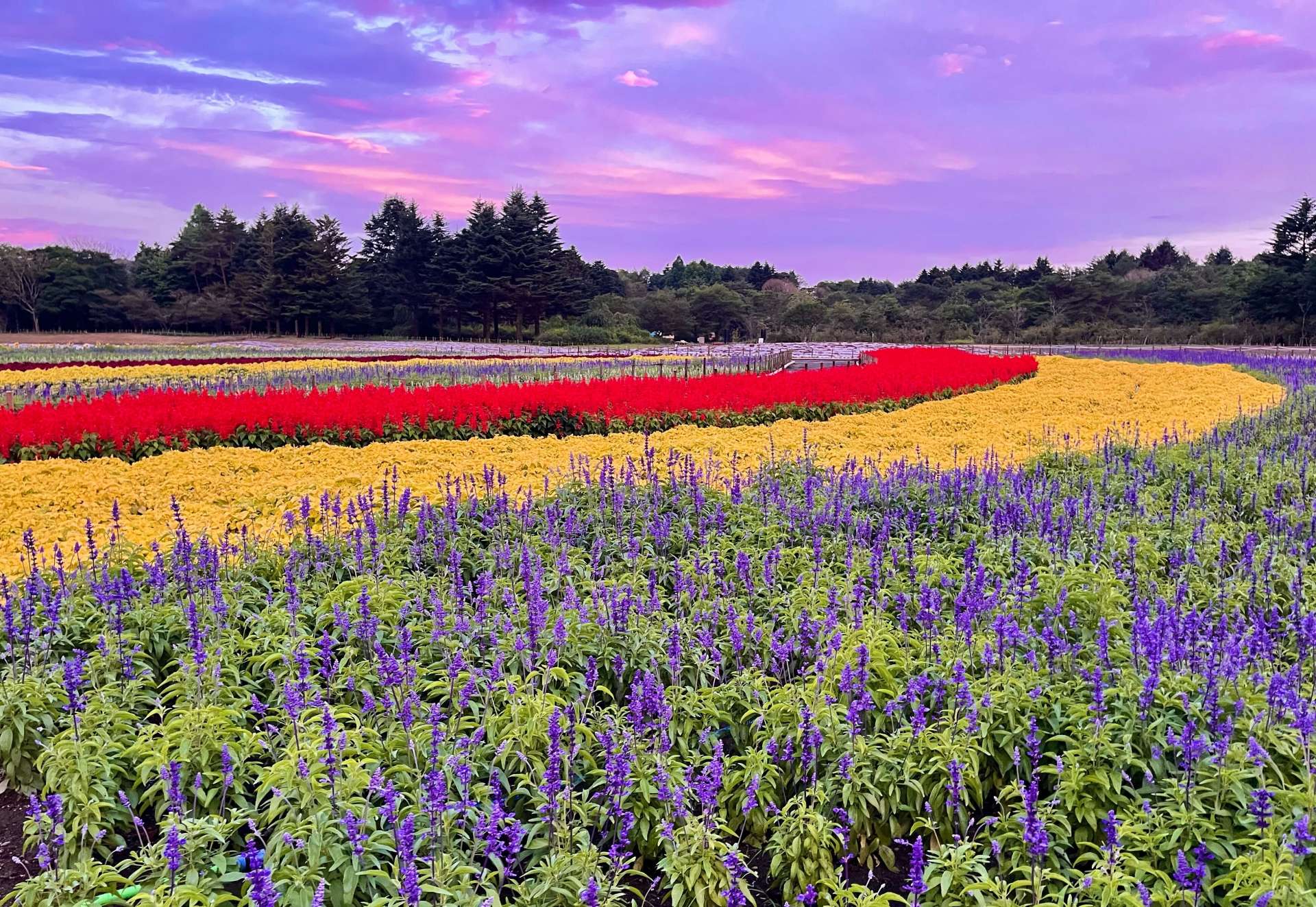 Fuji Motosuko Resort - Must-See, Access, Hours & Price | GOOD LUCK TRIP