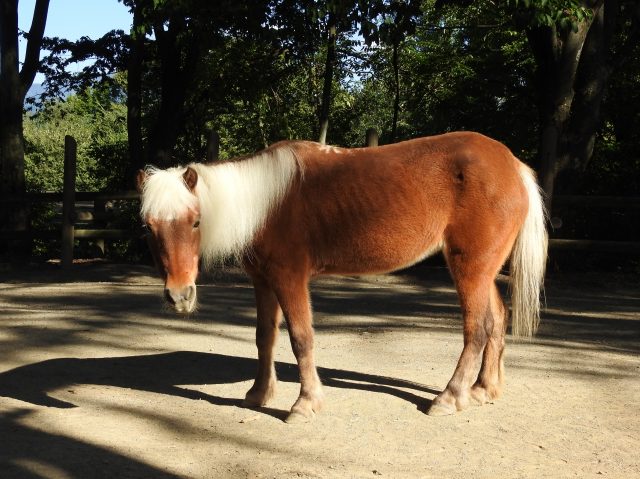 Matsumoto Alps Park - Must-See, Access, Hours & Price | GOOD LUCK TRIP